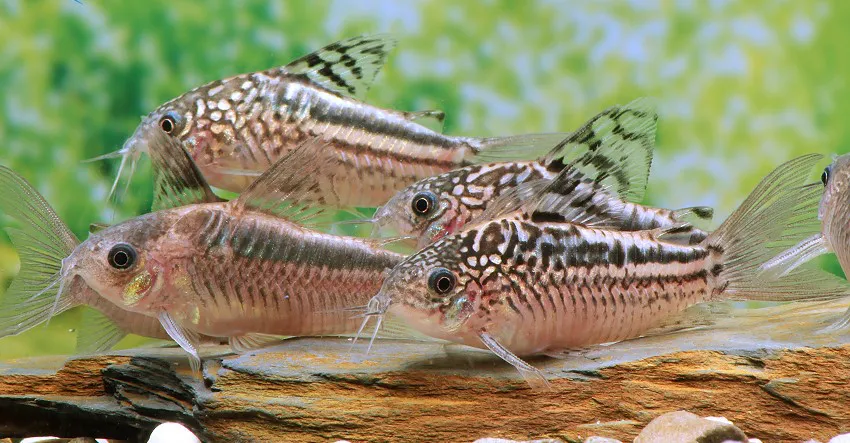 Corydora elegans - EXOTICWORLD PERU