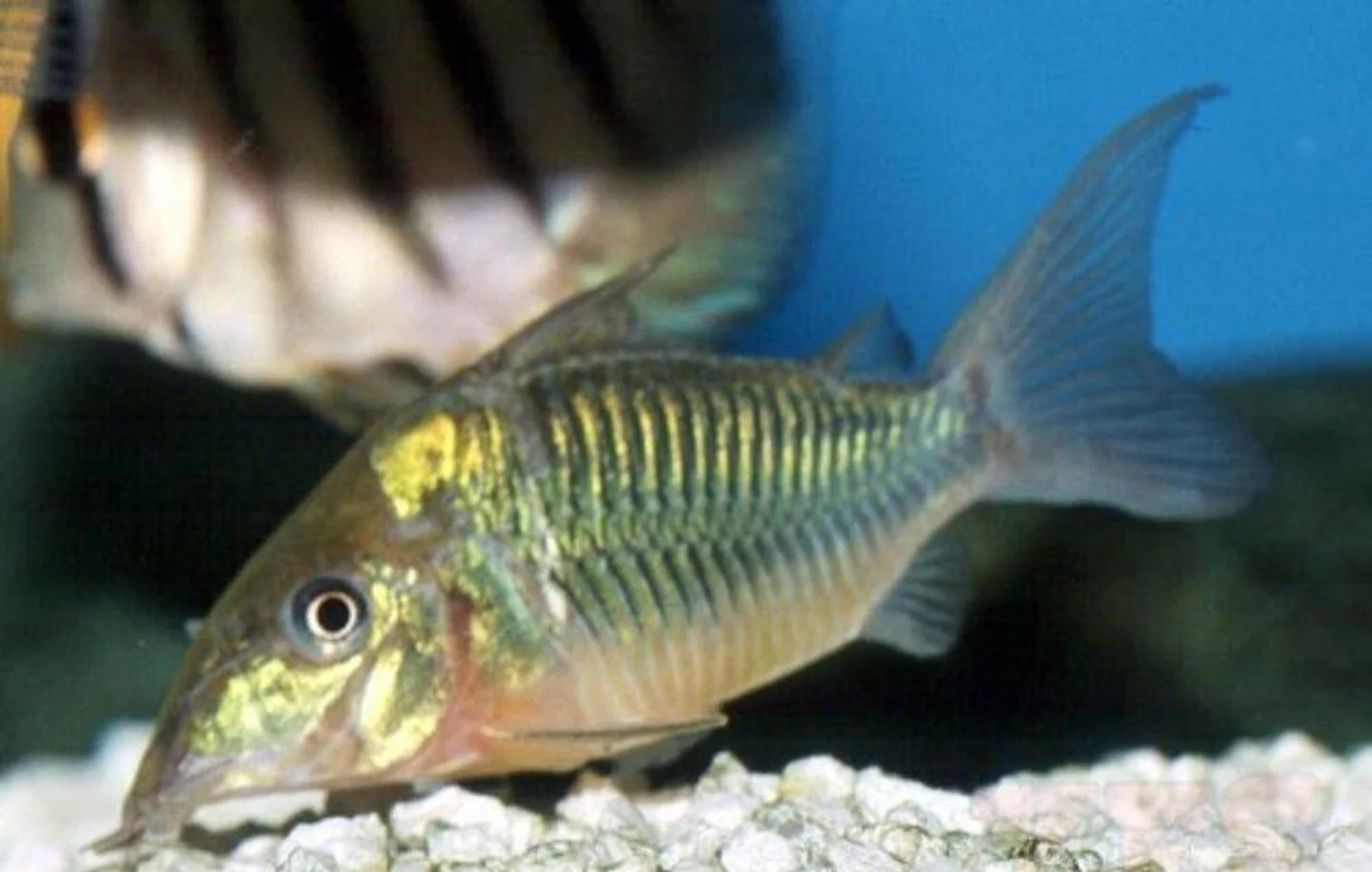 Corydora Green cat - EXOTICWORLD PERU